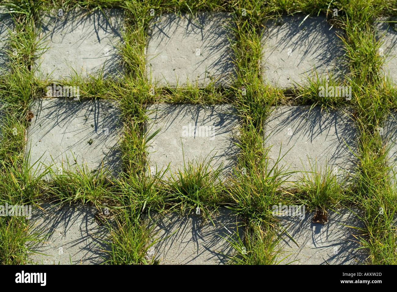 grass growing between pavement squares Stock Photo - Alamy