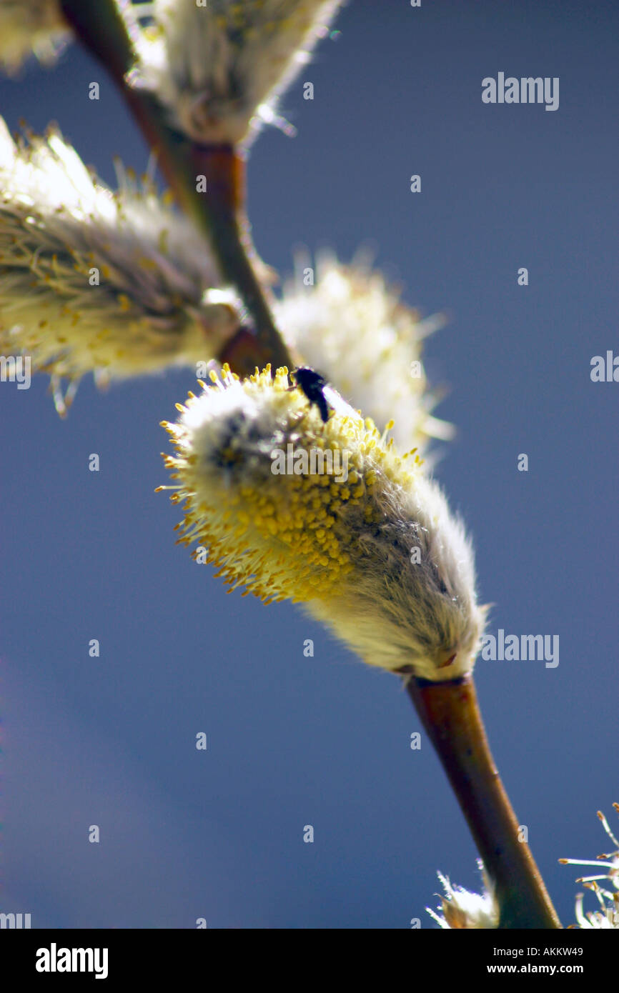 Osier willow hi-res stock photography and images - Alamy