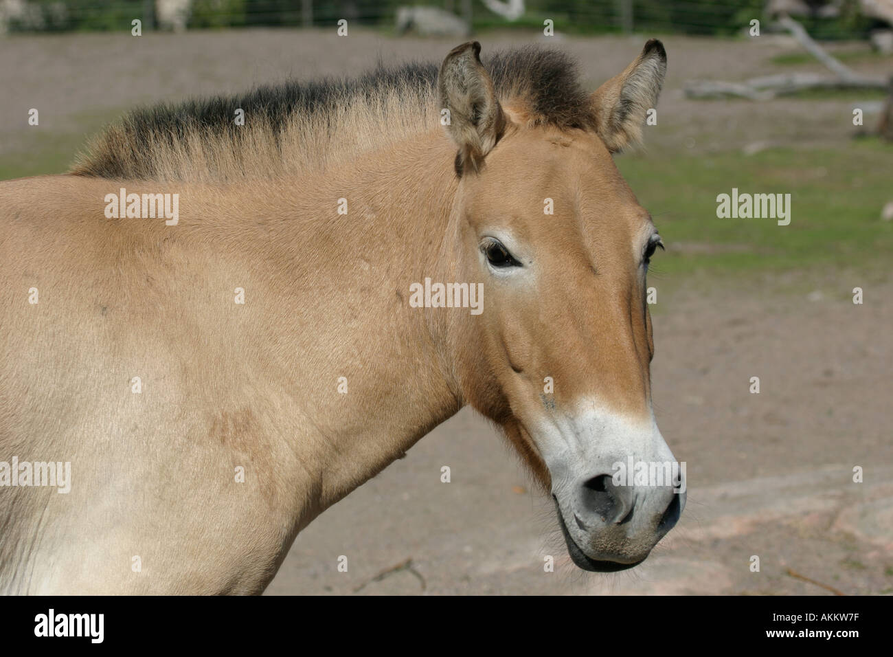 Wild mongolian horse equus hi-res stock photography and images - Alamy