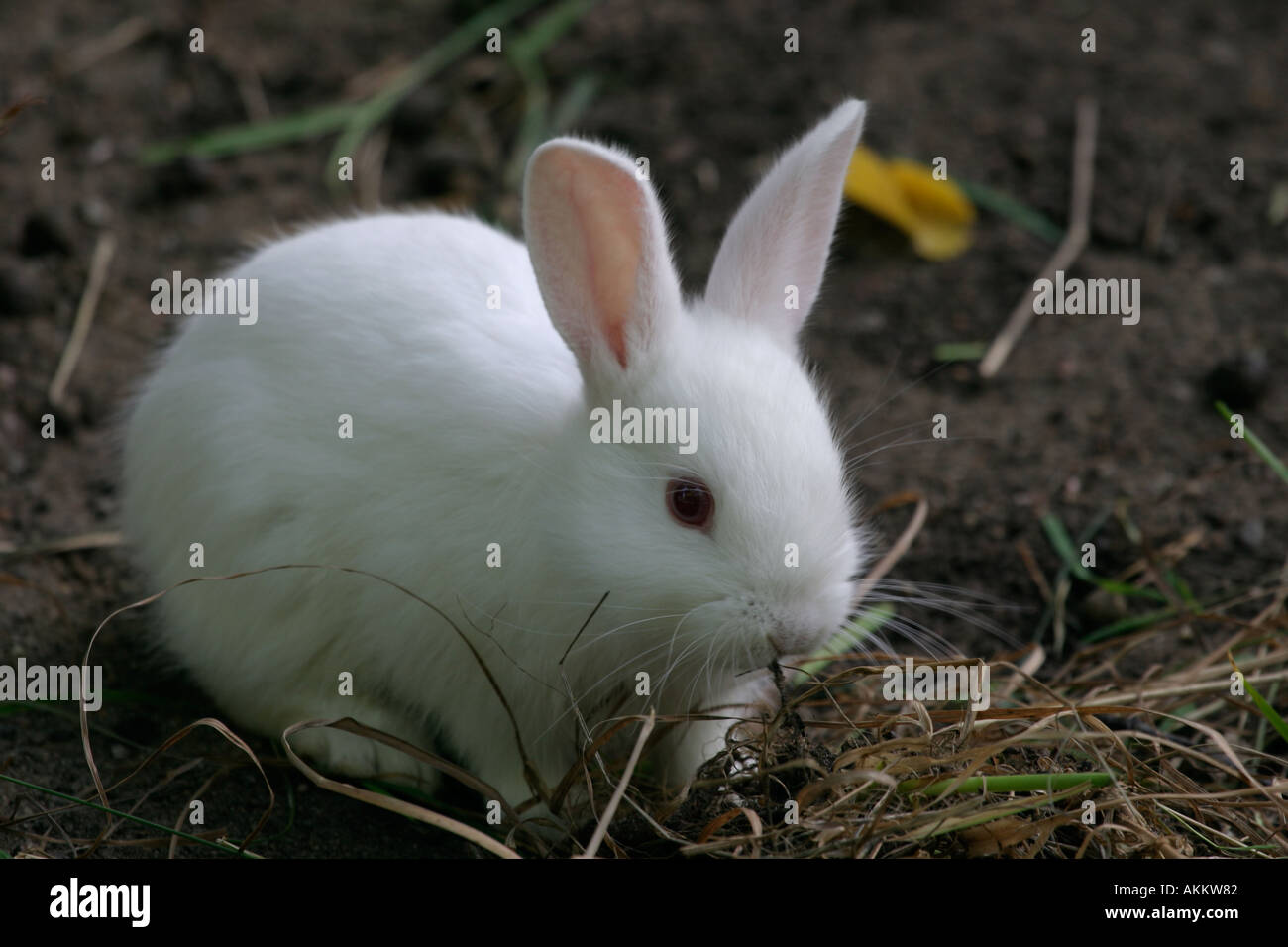 small white bunny Stock Photo - Alamy