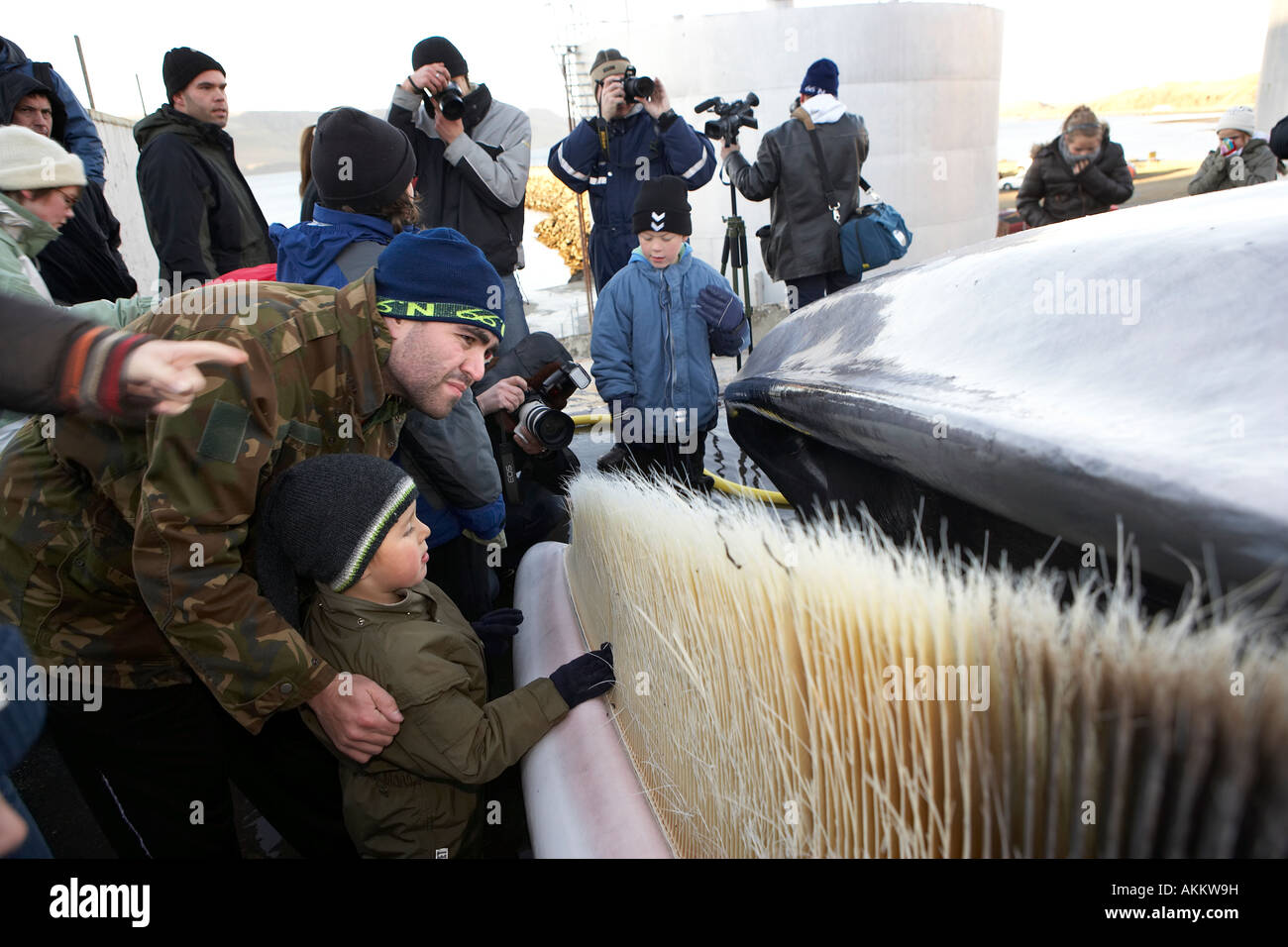 Children looking at Baleens of hunted Fin Whale Stock Photo - Alamy