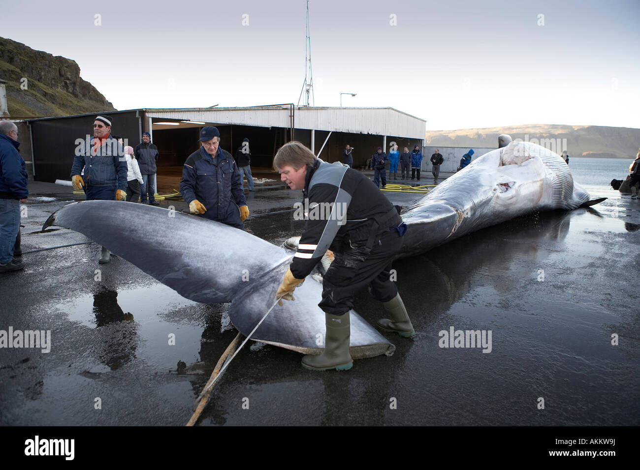 Hunted Fin Whale at Whaling Station Stock Photo - Alamy