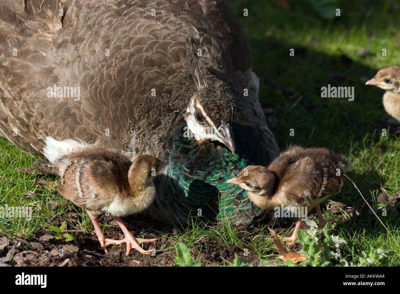 female peacock with fledglings Stock Photo - Alamy