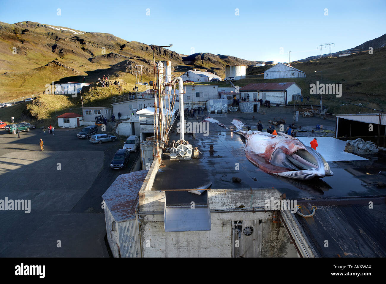 Whaling Station with hunted Fin Whale Stock Photo - Alamy