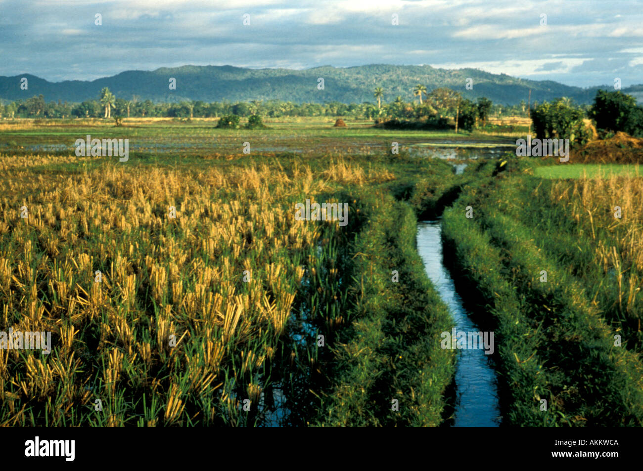Rice paddies and irrigation channels canals on the east coast of ...