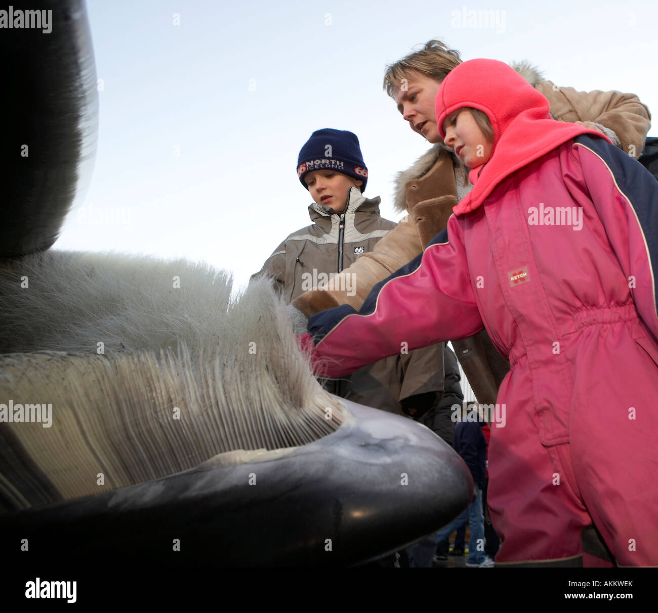 Mother and Children looking at Baleens of hunted Fin Whale Stock Photo ...