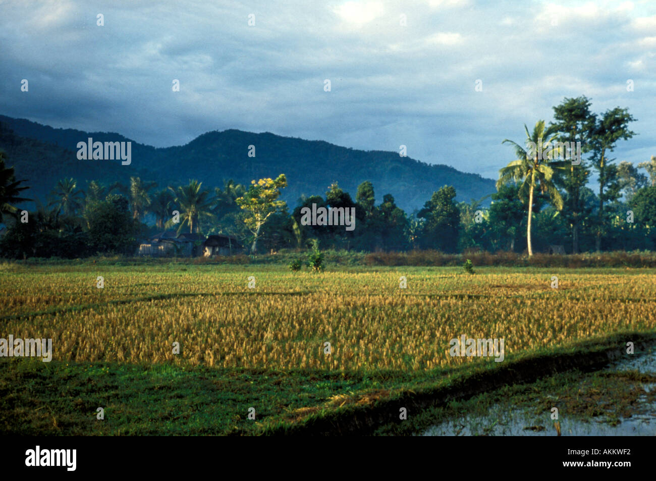 Rice paddies and irrigation channels canals on the east coast of ...