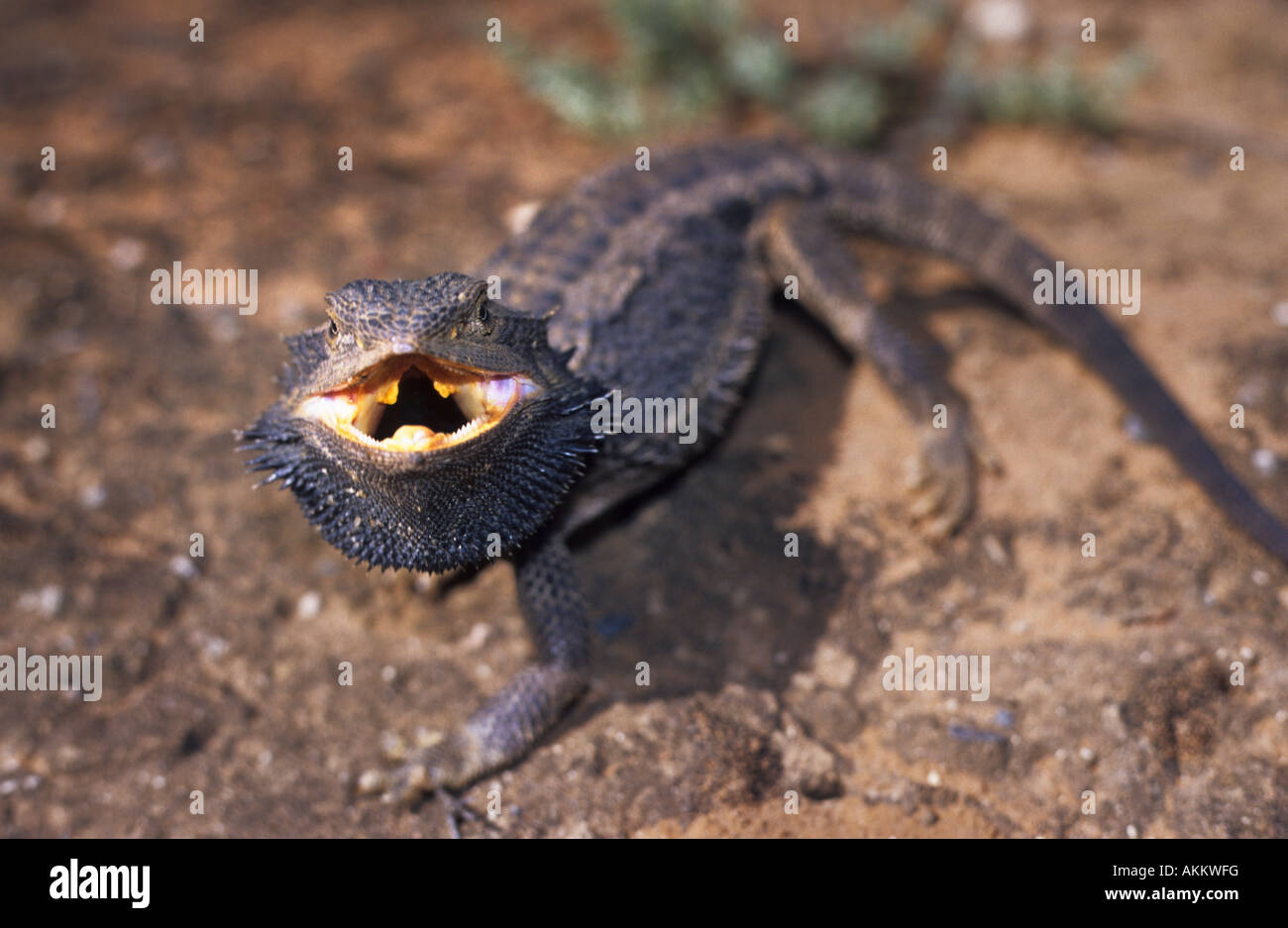 Aggressive Bearded Dragon Pogona vitticeps Australia Stock Photo - Alamy