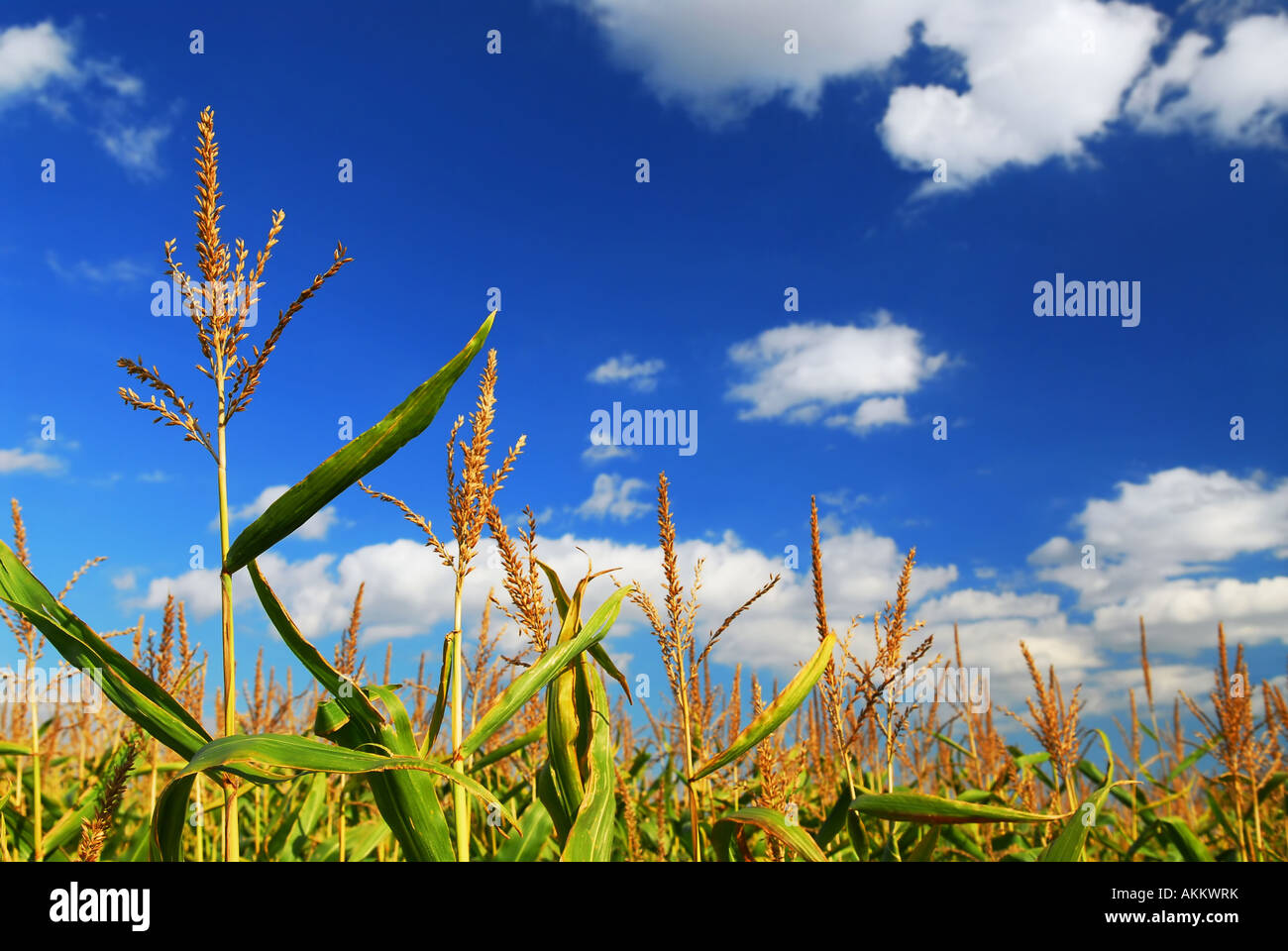 Biofuel field yellow environment hi-res stock photography and images ...