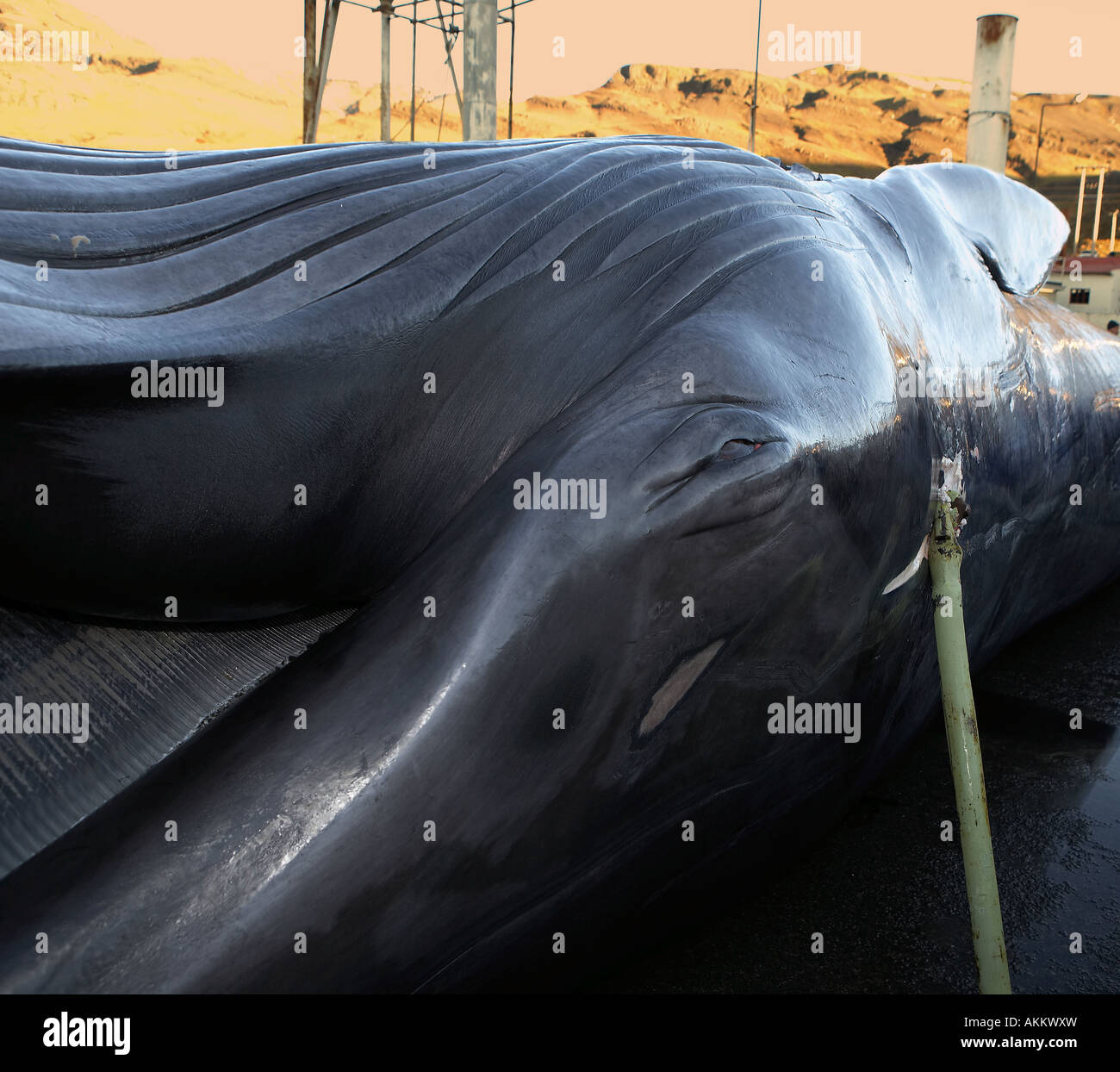 Hunted Fin Whale with Harpoon Stock Photo - Alamy