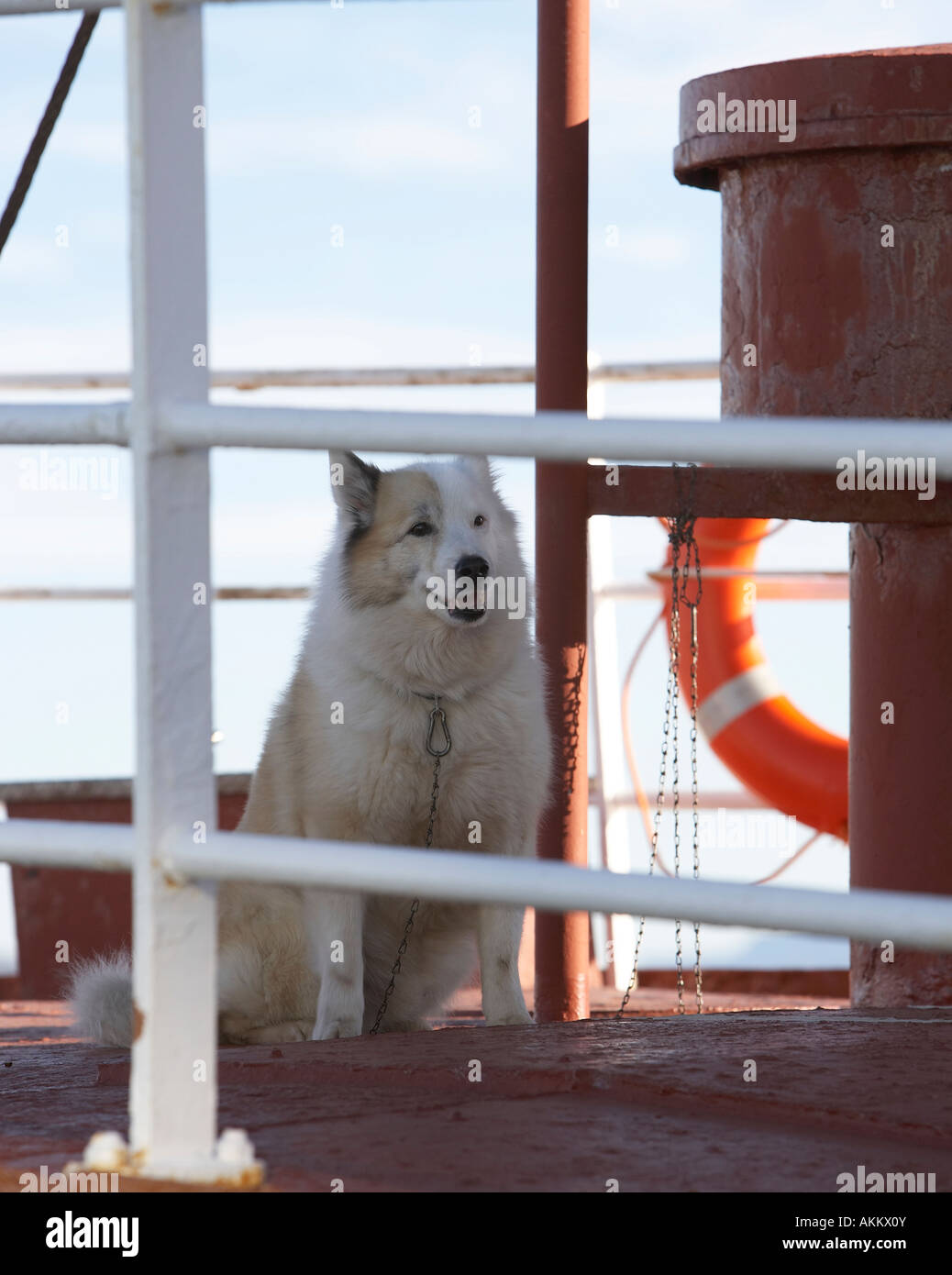 Icelandic Sheep Dog on Whale trawler -Hvalur 9, Iceland Stock Photo - Alamy