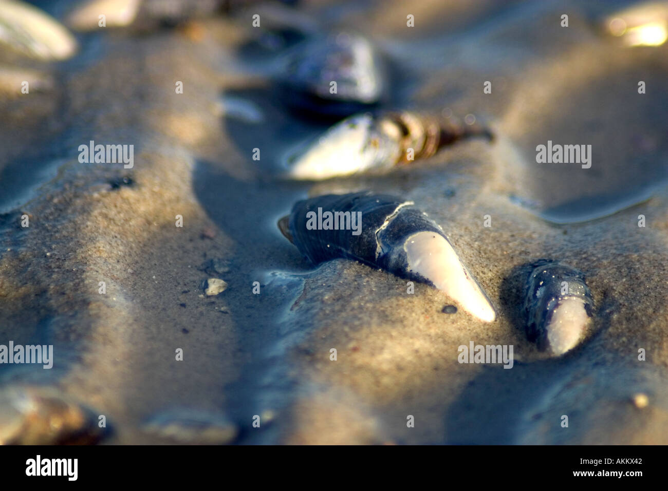 Shells and pebbles in shallow water Stock Photo - Alamy