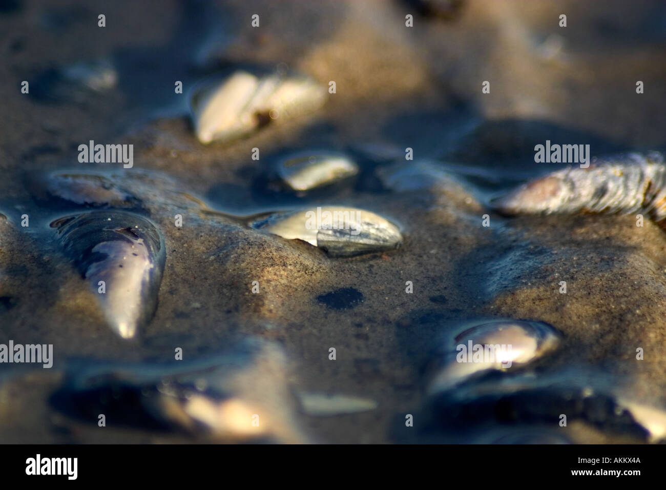 Water edge shell hi-res stock photography and images - Alamy