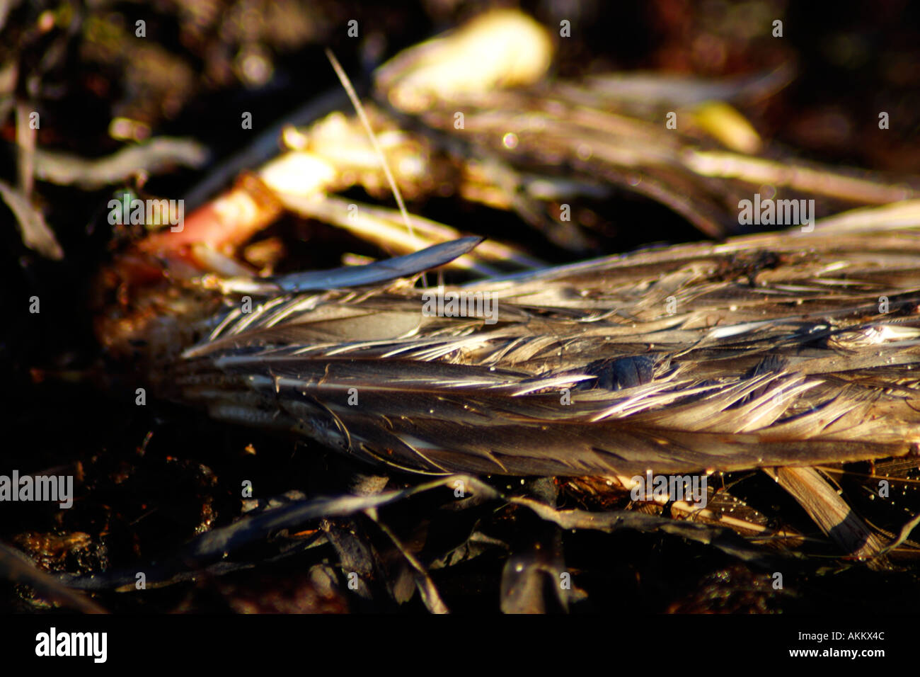 Blood feather hi-res stock photography and images - Alamy