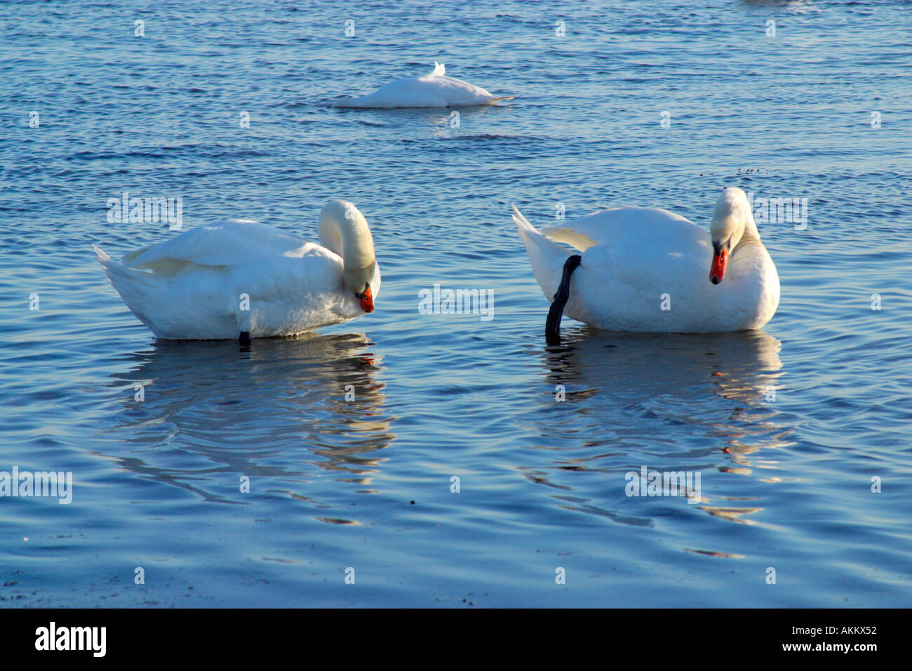 White swans swimming in sea Stock Photo - Alamy