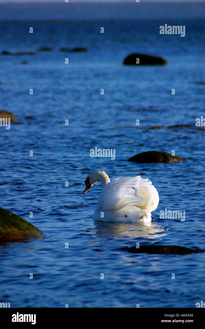 White swan swimming in sea Stock Photo - Alamy