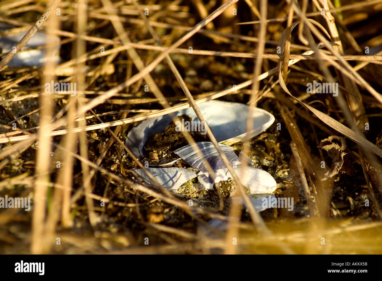 Broken mussel shells hi-res stock photography and images - Alamy