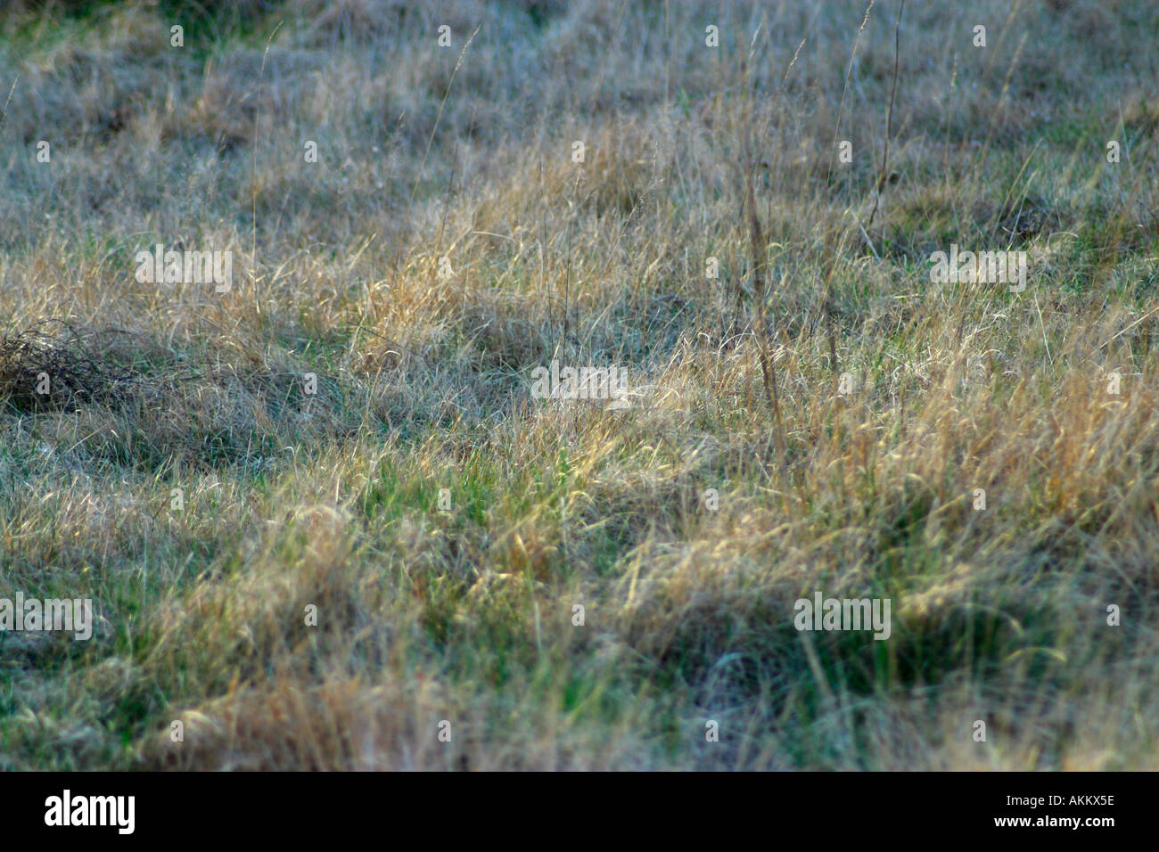 Windy grass field hi-res stock photography and images - Alamy