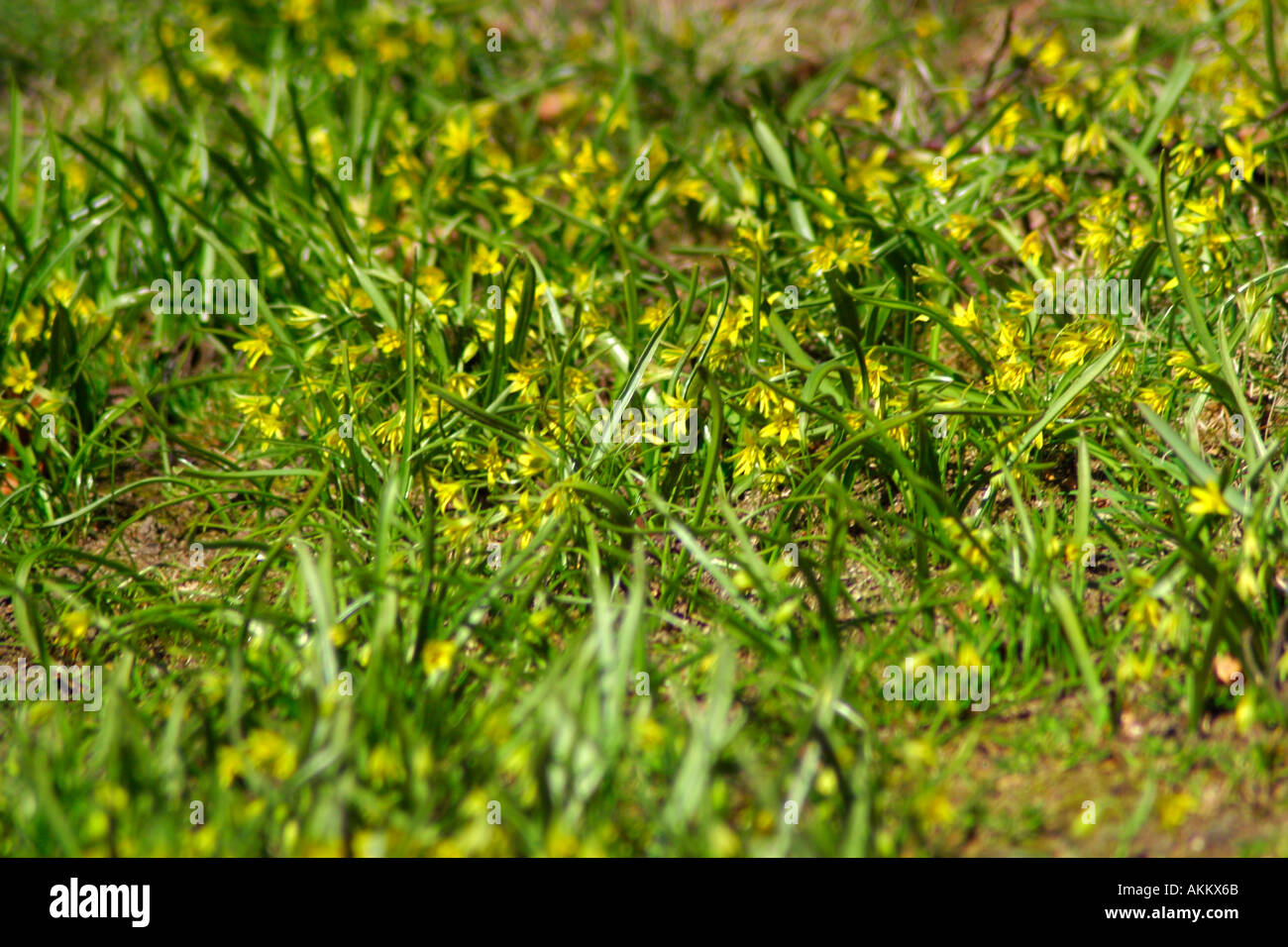 Masses of Gagea lutea Stock Photo - Alamy