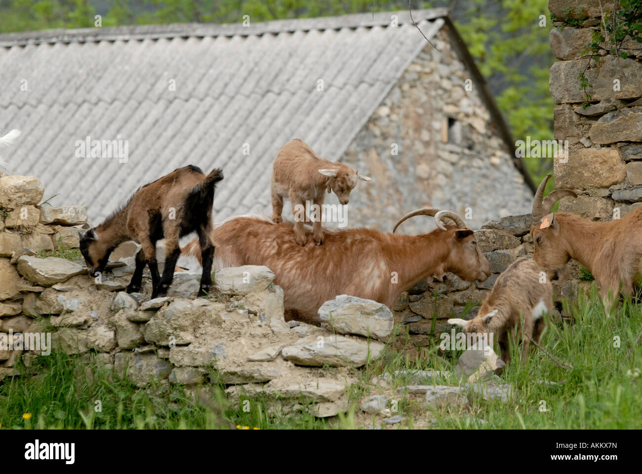Domestic Goats feeding by stone wall Stock Photo - Alamy