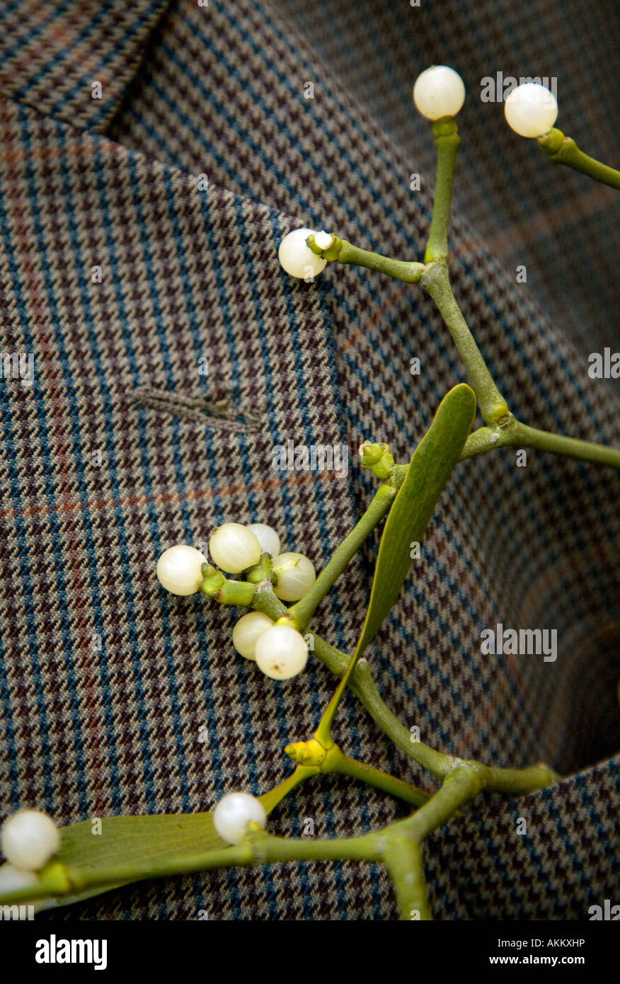 Mistletoe farmer Stan Yapp, Herefordshire England Uk Stock Photo - Alamy
