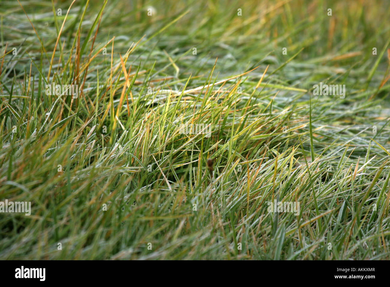 Sunlight shining on a small patch of frost covered grass early in the ...