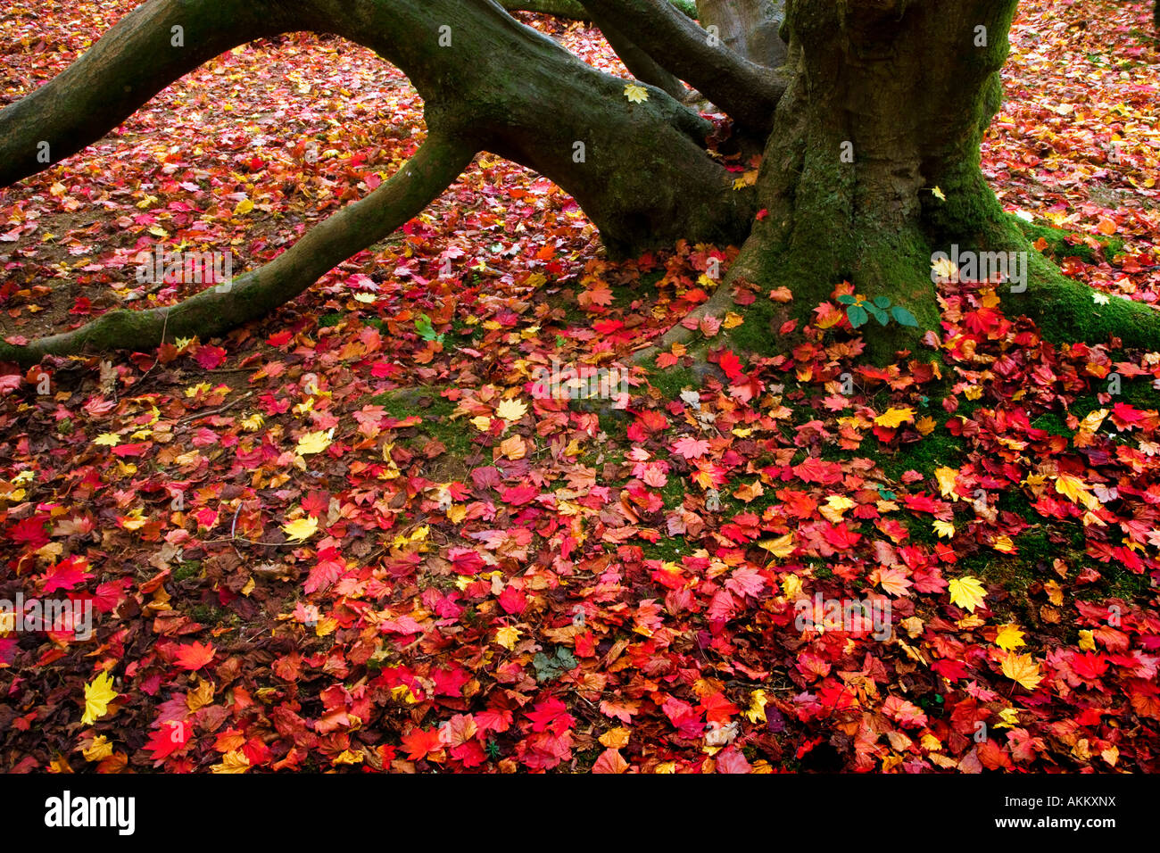 Base of a trunk hi-res stock photography and images - Alamy