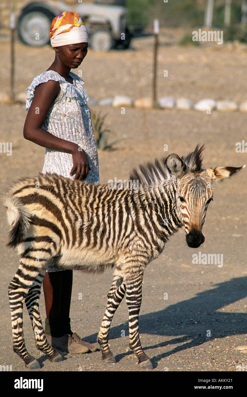 Zebra namibia hi-res stock photography and images - Alamy