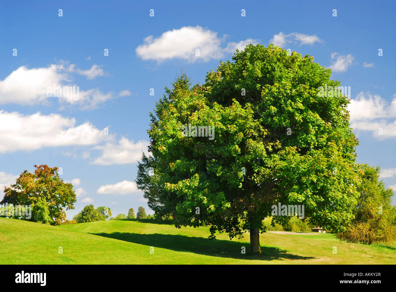 Green summer landscape with one leafy tree Stock Photo - Alamy