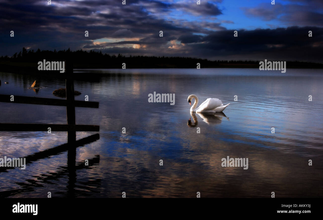 A single swan on a calm and peaceful lake at sunset Stock Photo - Alamy