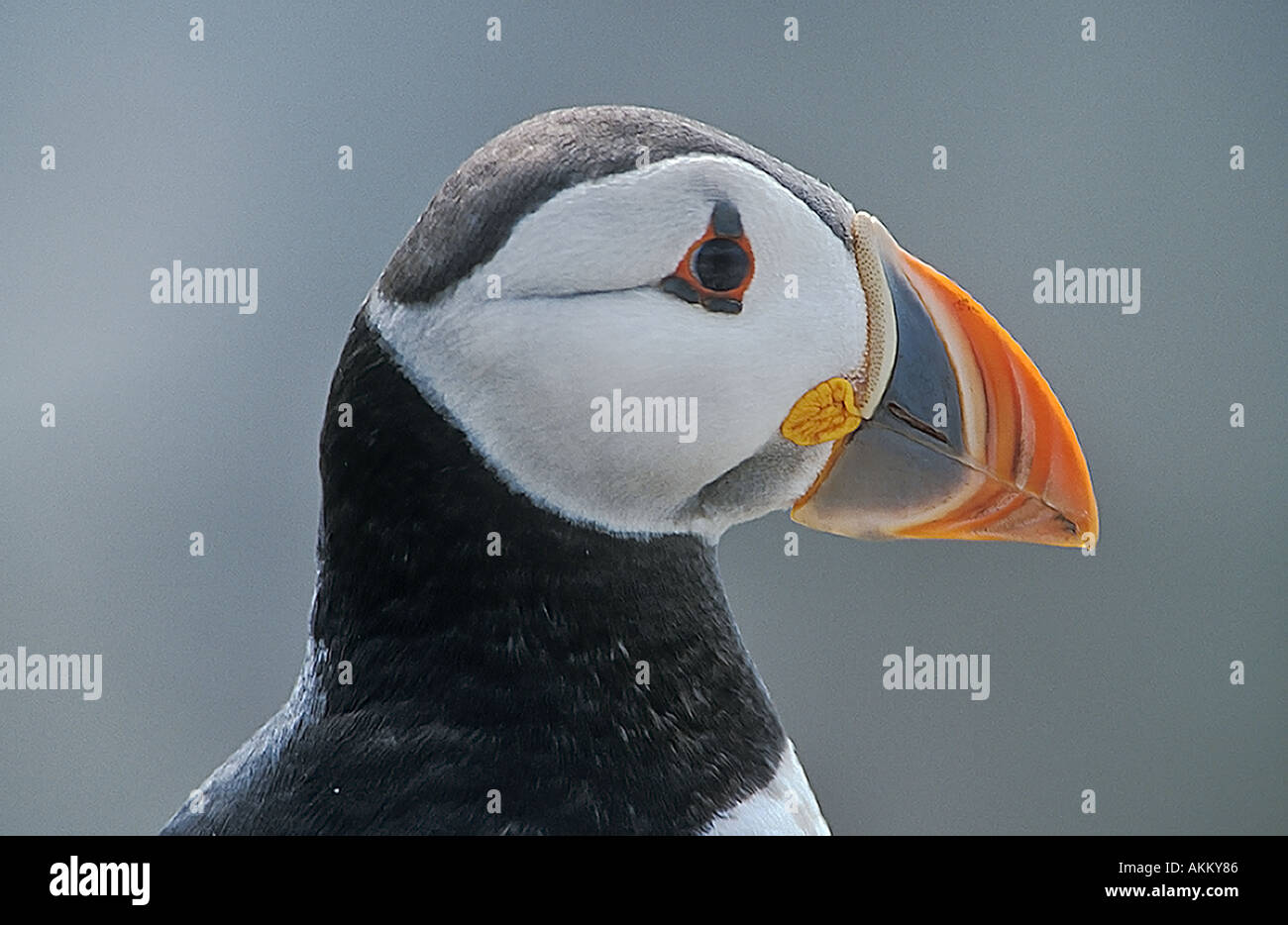 puffin s head Stock Photo - Alamy