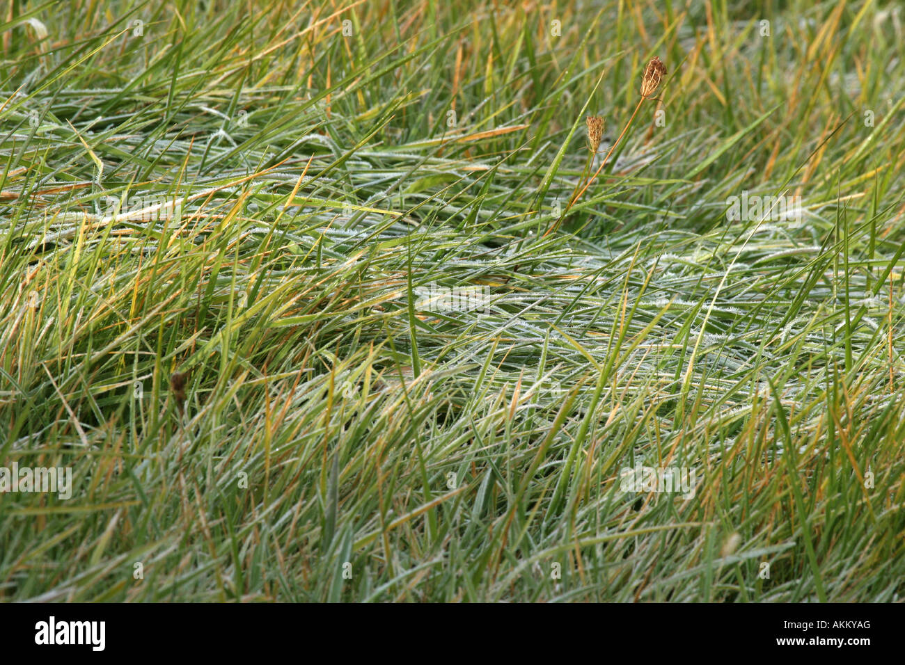 Long grass water crystals hi-res stock photography and images - Alamy