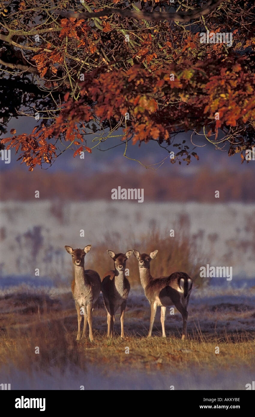 Fallow Deer under a Tree in Autumn Stock Photo - Alamy