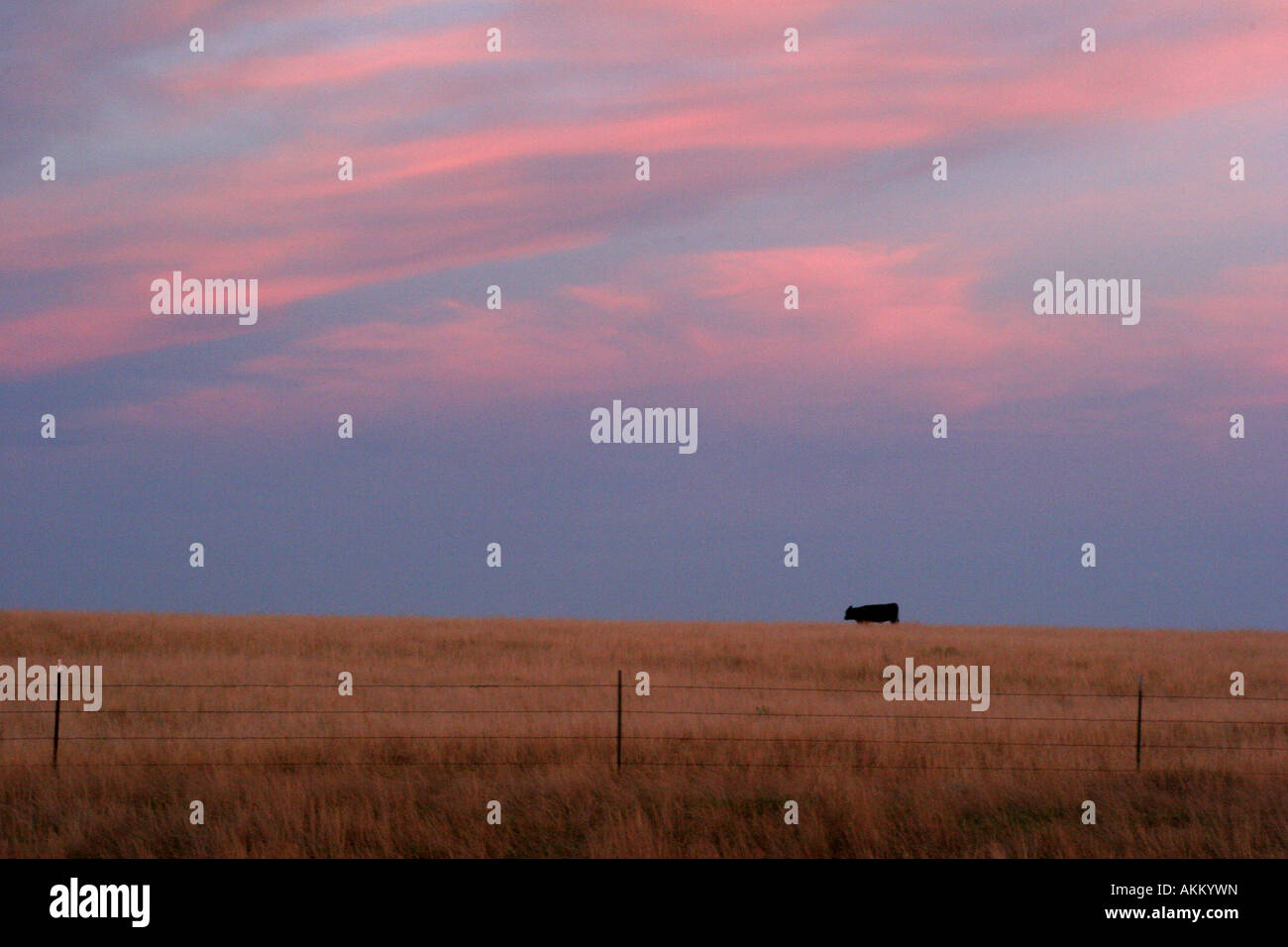 Male cow hi-res stock photography and images - Alamy