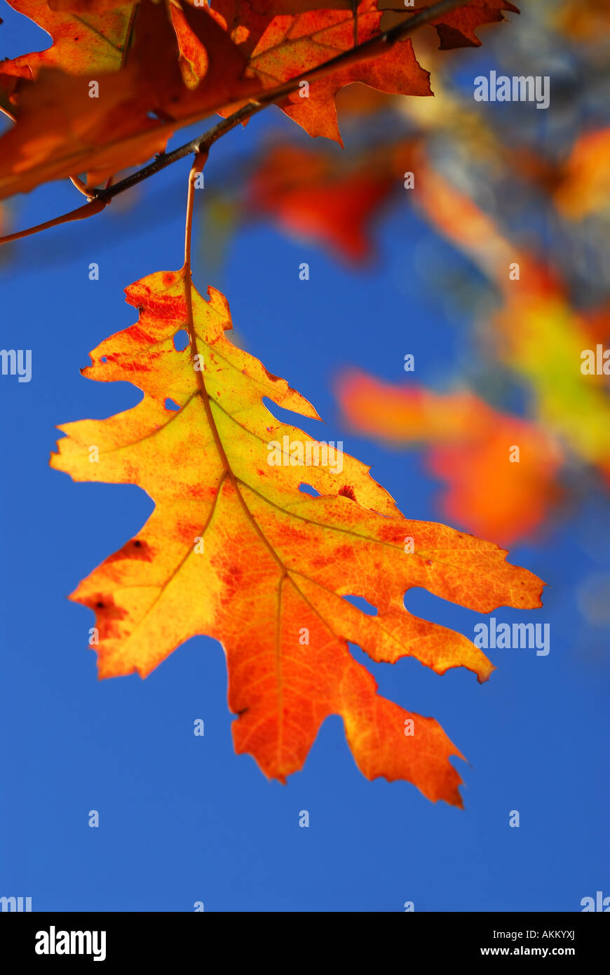 Bright autumn leaf on a fall oak tree branch blue sky background Stock ...