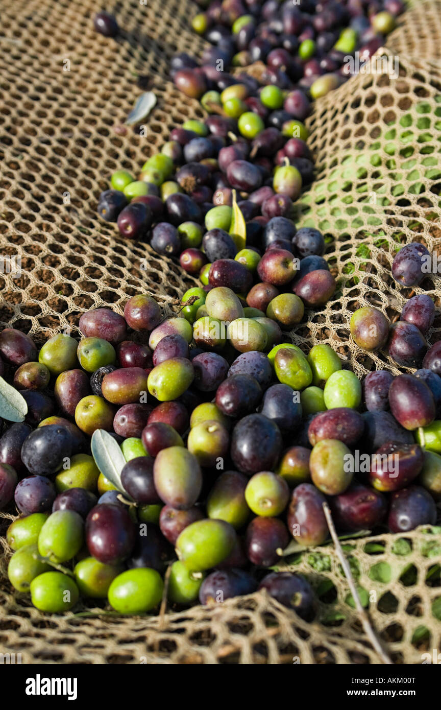 ITALY LAZIO COUNTRYSIDE OLIVES HARVEST Stock Photo - Alamy
