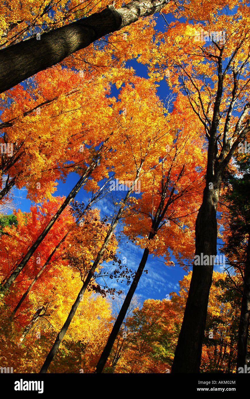 Canopies of tall autumn trees in sunny fall forest Stock Photo - Alamy