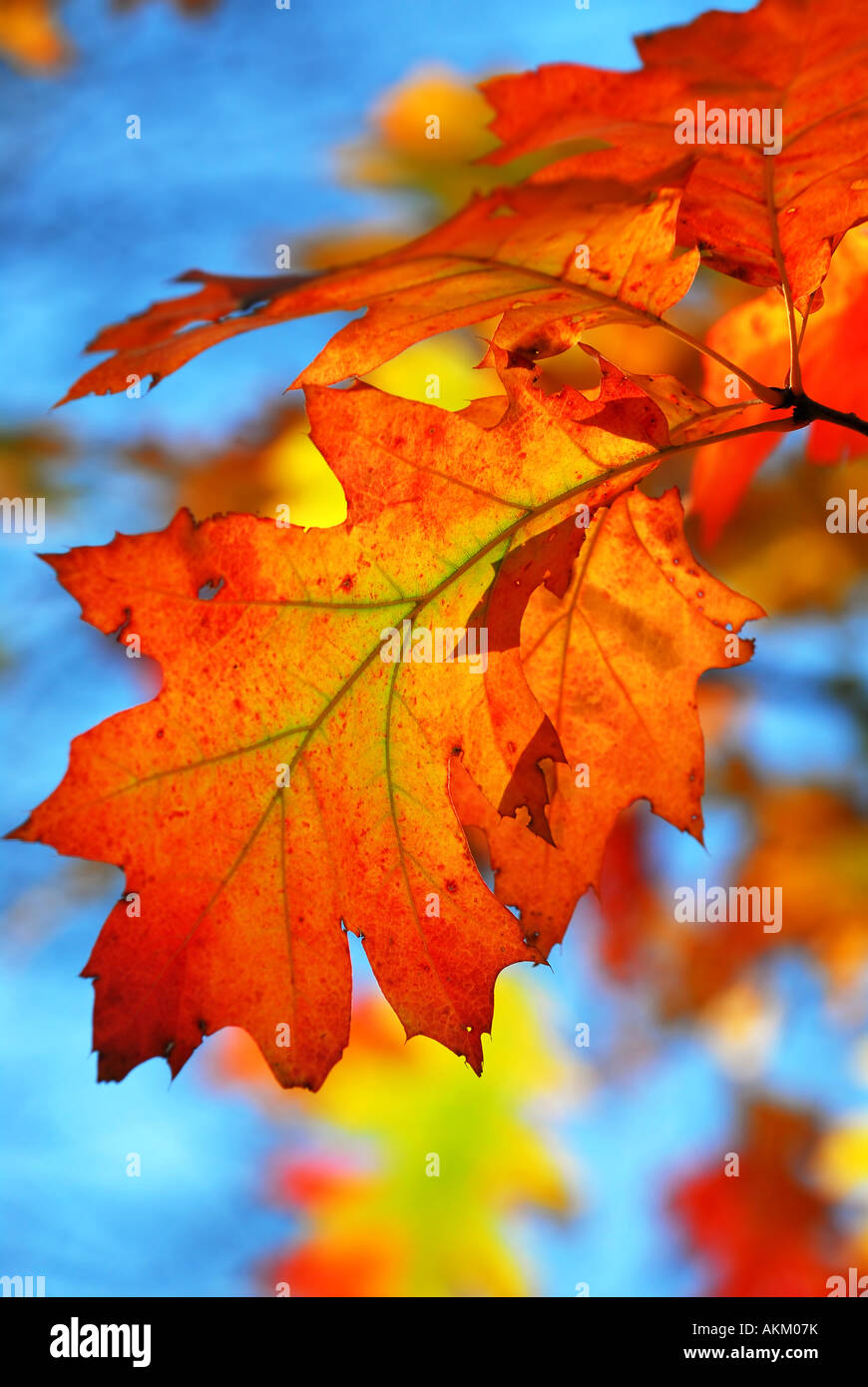 Oak leaves autumn fall golden blue sky close hi-res stock photography ...