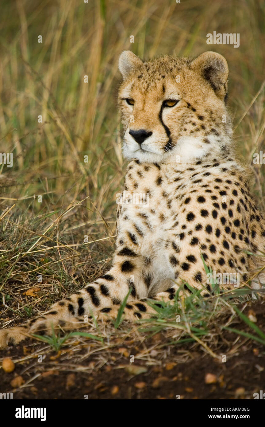 A front view of a cheetah, sitting relaxed in the grasslands of Masai ...
