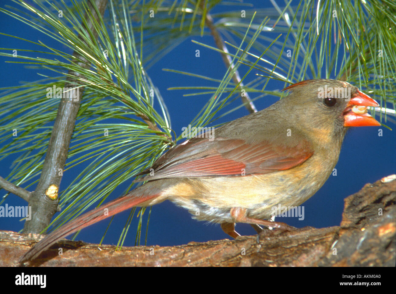 Female cardinal hi-res stock photography and images - Alamy