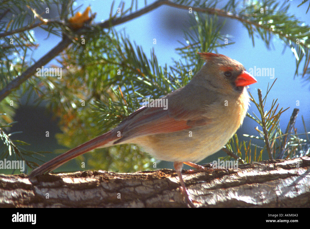 Female cardinal hi-res stock photography and images - Alamy