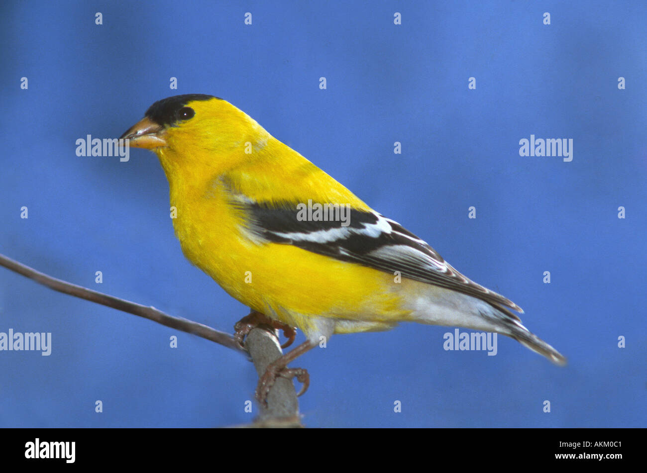 American goldfinch flight hi-res stock photography and images - Alamy