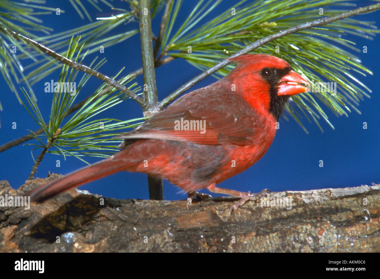 Male cardinal hi-res stock photography and images - Alamy