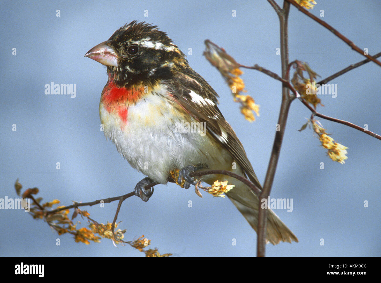 Grossbeak hi-res stock photography and images - Alamy
