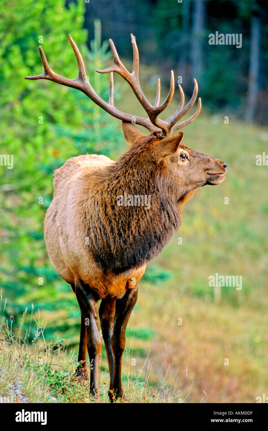 Bull Elk 16 Stock Photo - Alamy