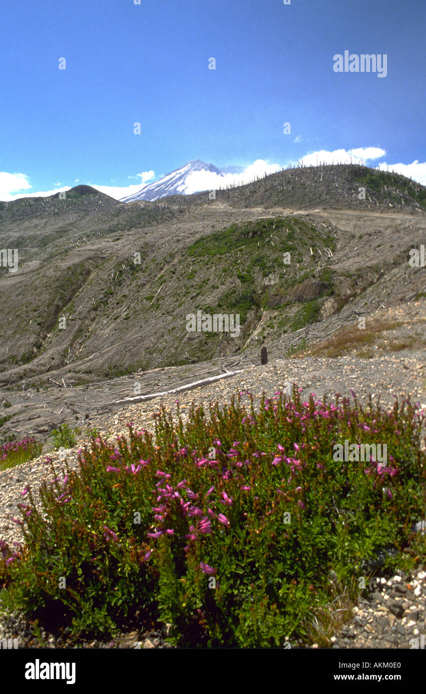 New growth after volcano eruption Mt St Helen National Monument ...
