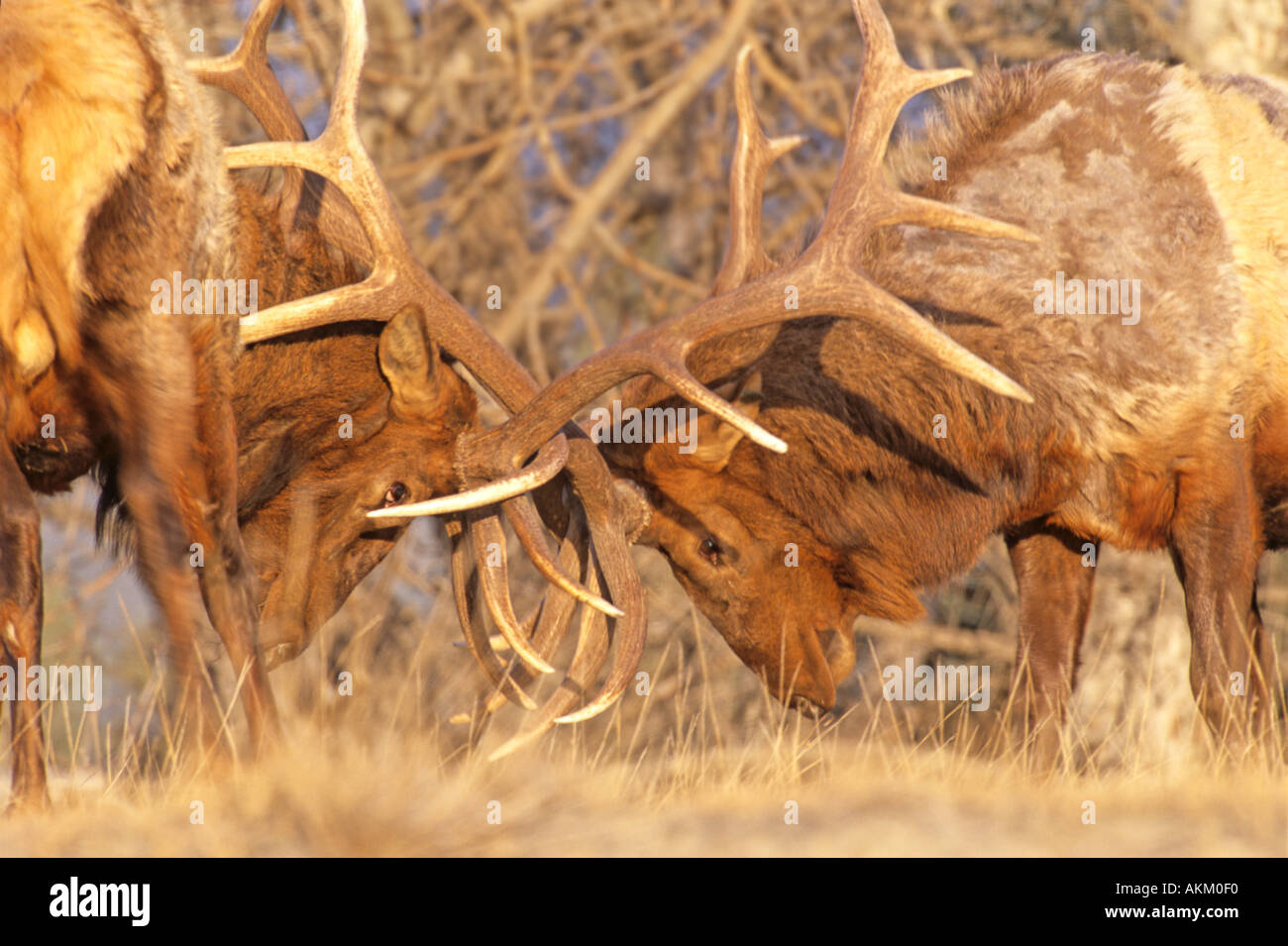 Bull Elk fighting 1 Stock Photo - Alamy