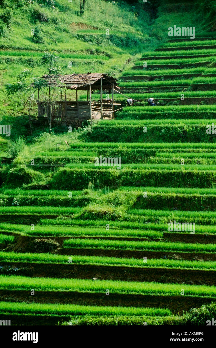 Rice fields, Longsheng, Guangxi province, China Stock Photo - Alamy