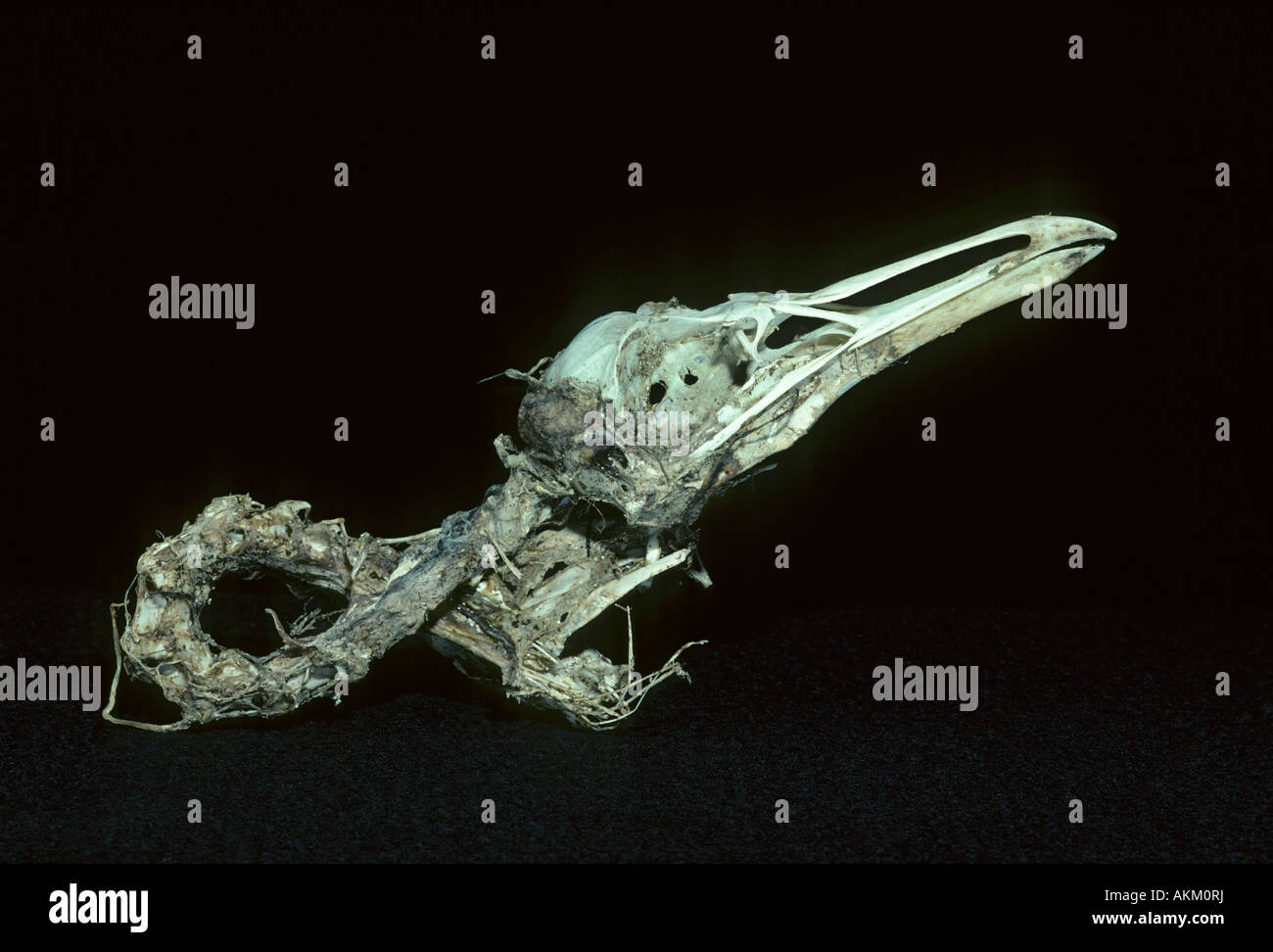 Gull Skull High Resolution Stock Photography and Images - Alamy