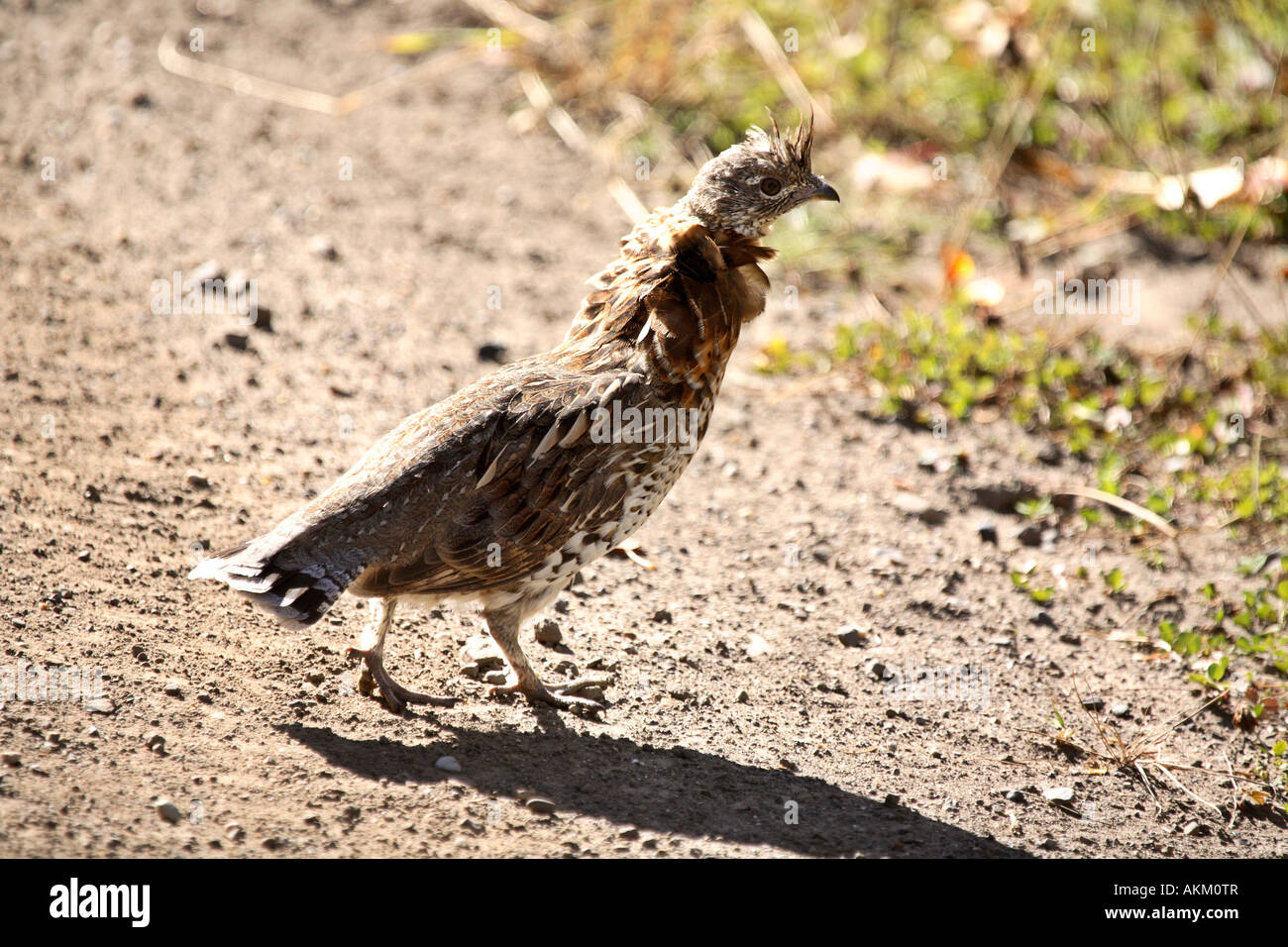 New world grouse hi-res stock photography and images - Alamy